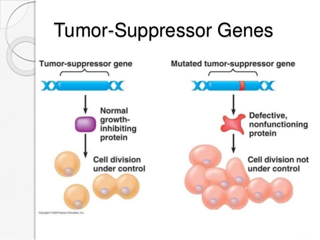 The Genetics of Cancer