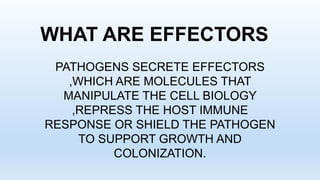 The genome biology of effector gene evolution in filamentous plant ...