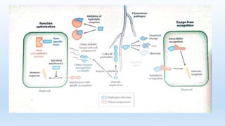 The genome biology of effector gene evolution in filamentous plant ...