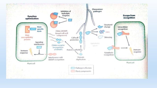 The genome biology of effector gene evolution in filamentous plant ...