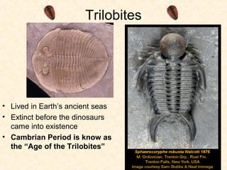The geological time scale | PPT