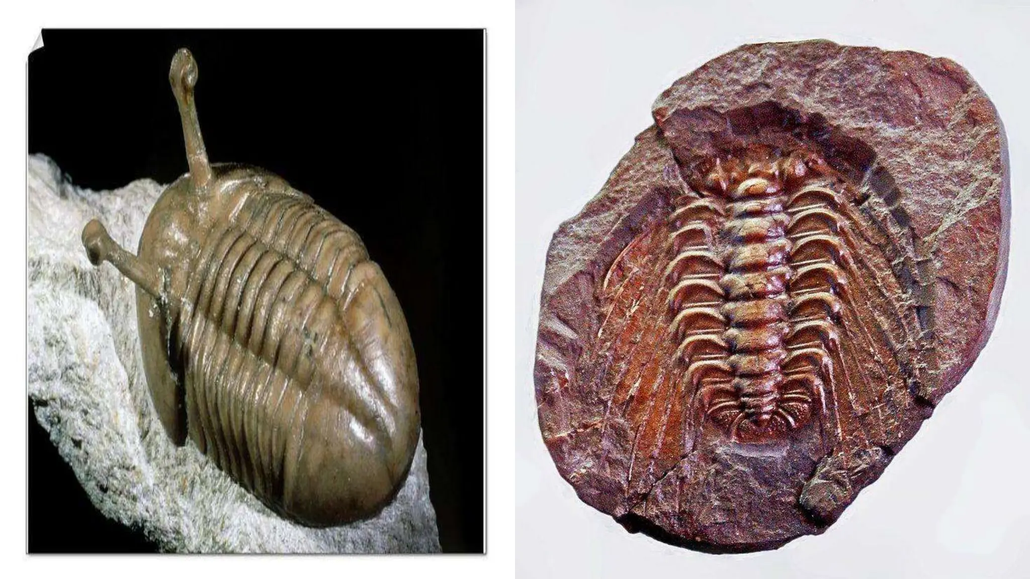the geologic timescale general biology 2.pptx