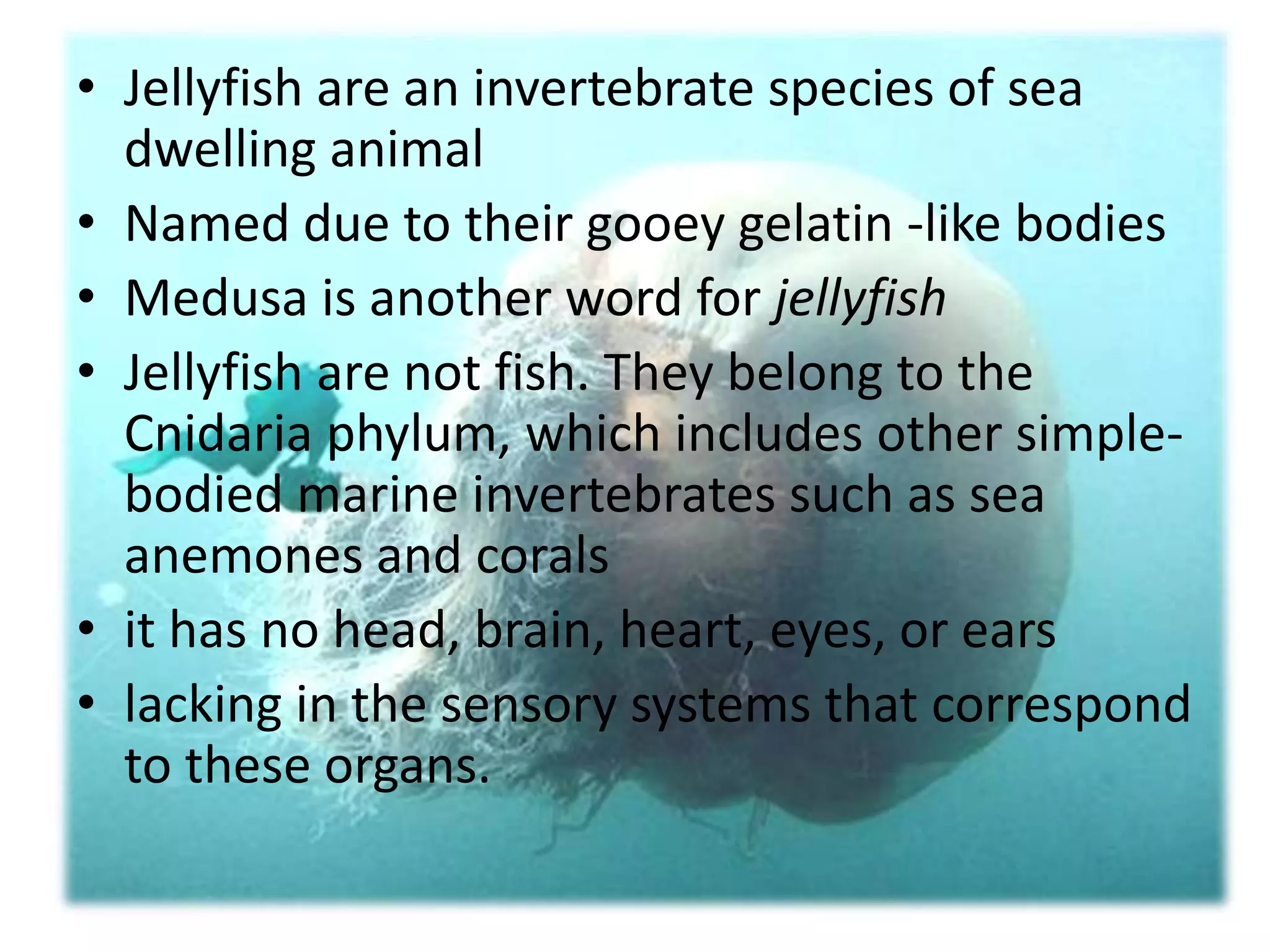 The giant jellyfish latest | PPTX