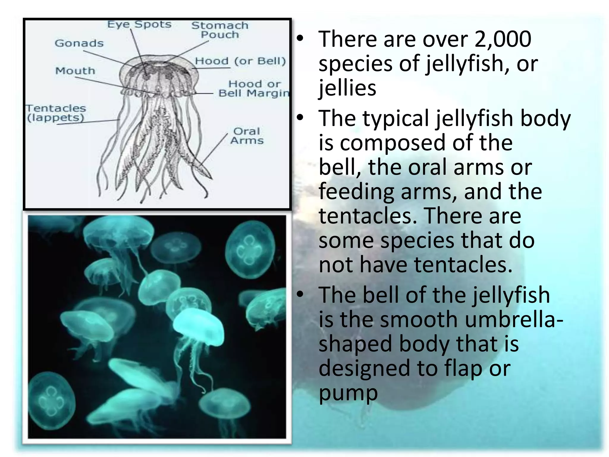 The giant jellyfish latest | PPTX