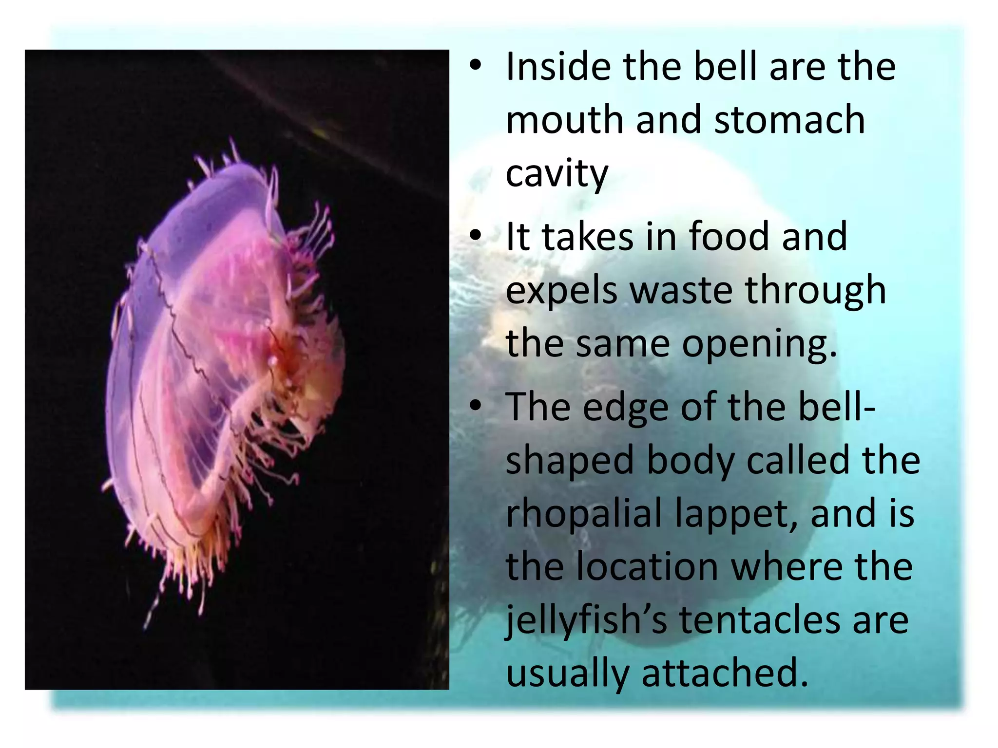 The giant jellyfish latest | PPTX