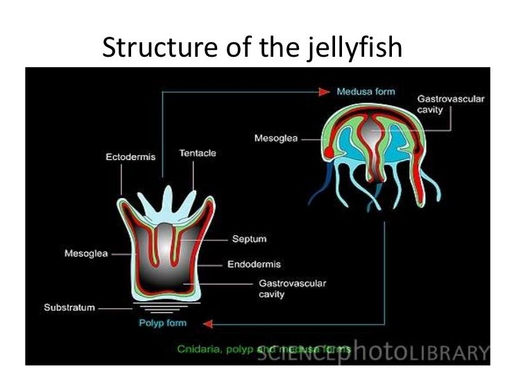 The giant jellyfish latest