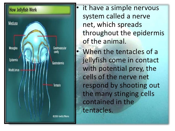 The giant jellyfish latest