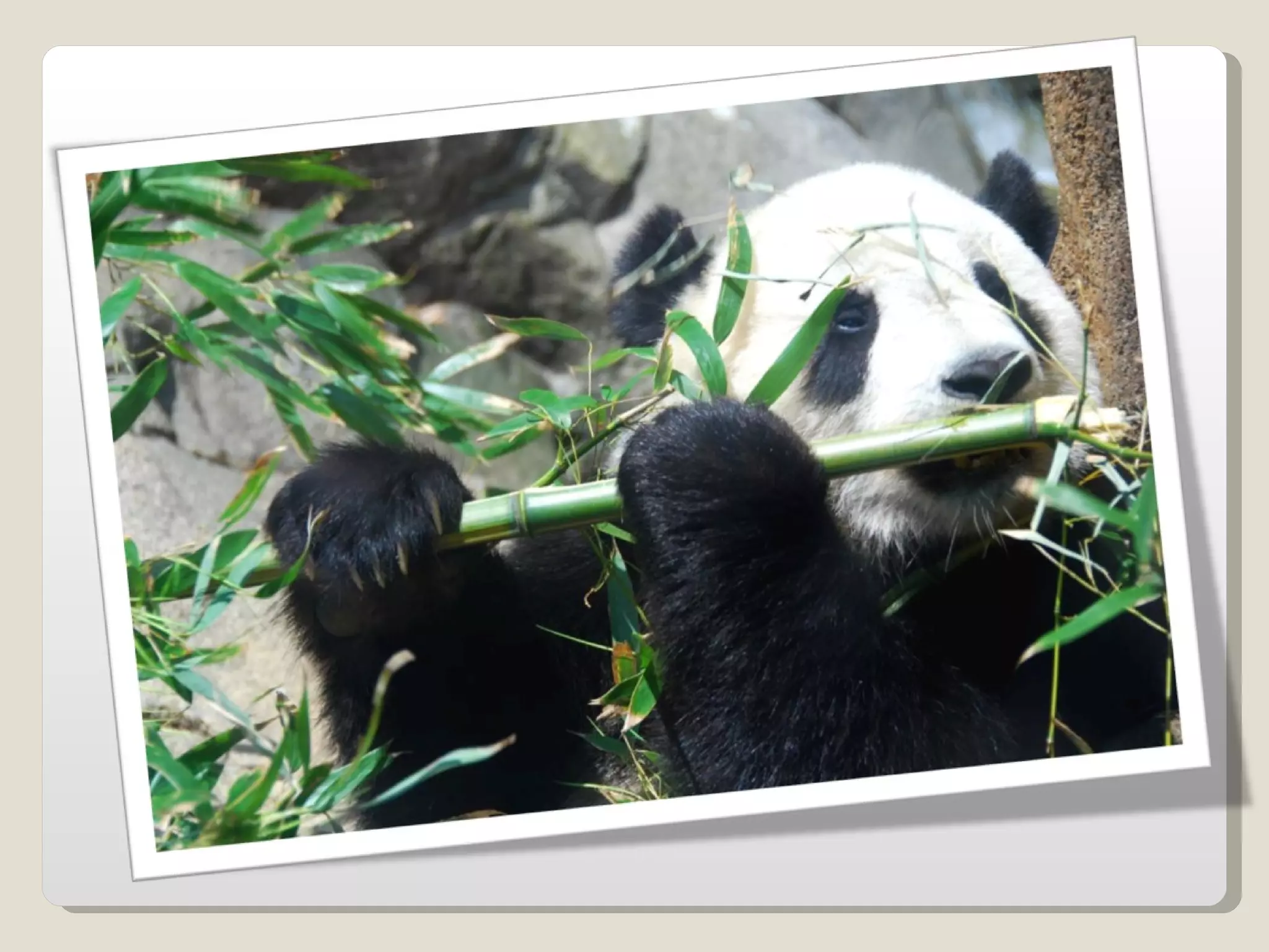 The giant panda | PPT