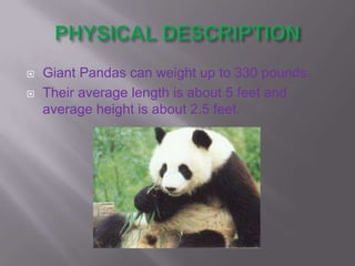 The giant panda | PPTX | Large Animals | Pets