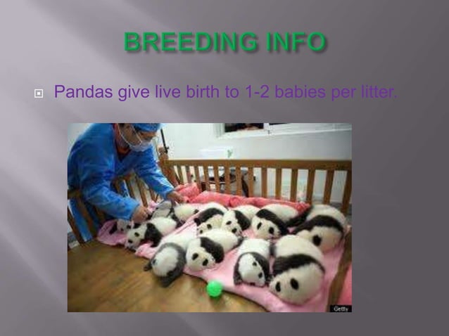 The giant panda | PPTX | Large Animals | Pets