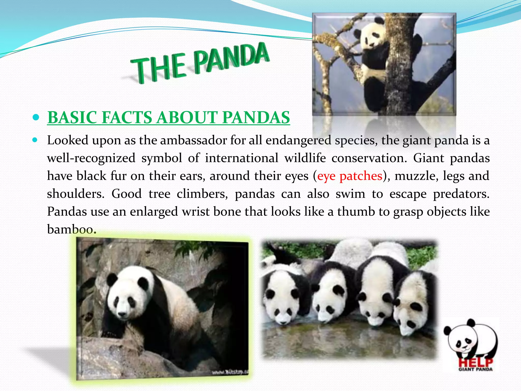 The giant panda | PPT