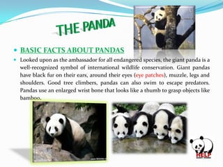 The giant panda | PPT