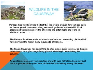 The Giants Causeway | PPTX