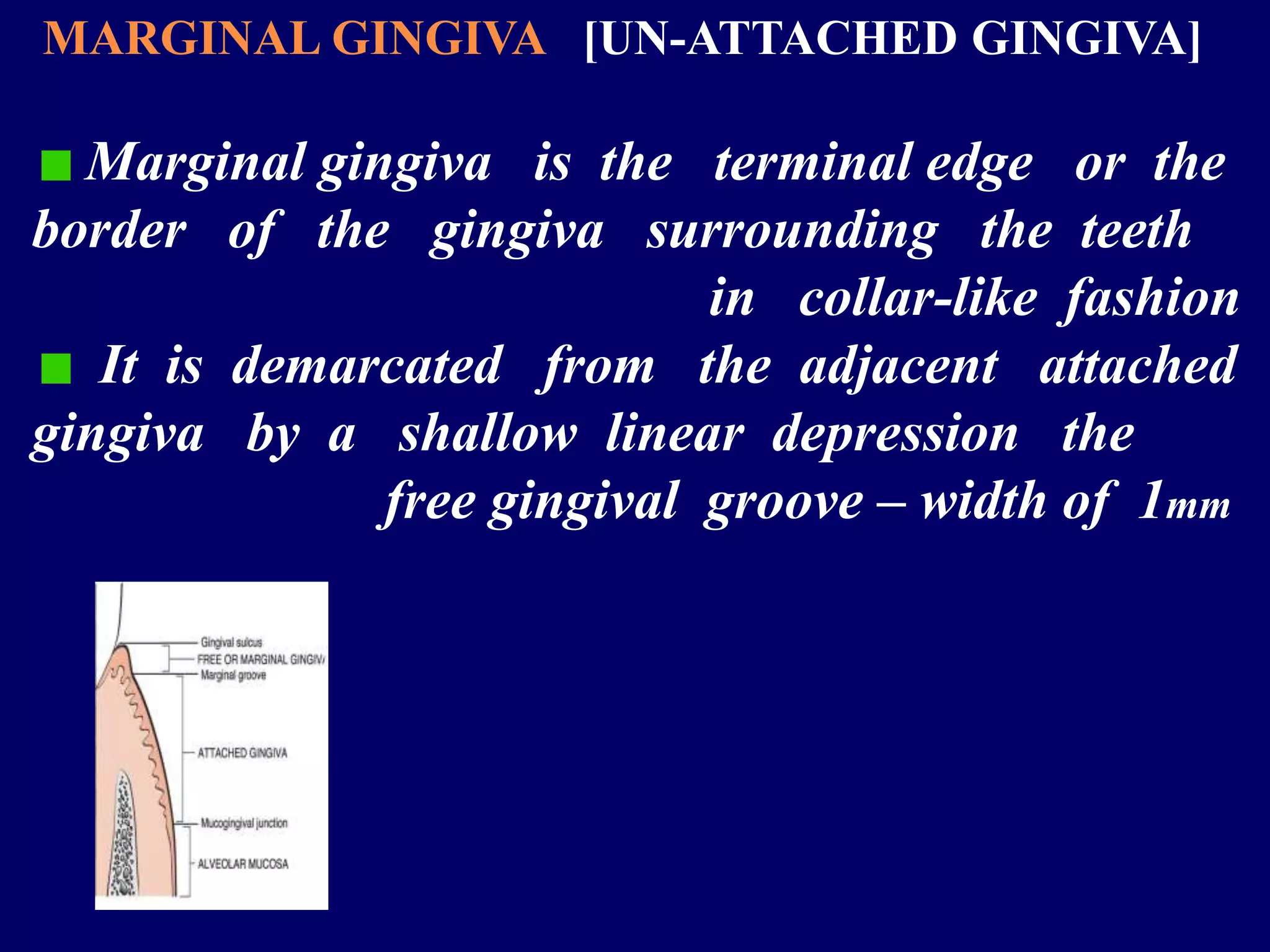 THE GINGIVA.ppt