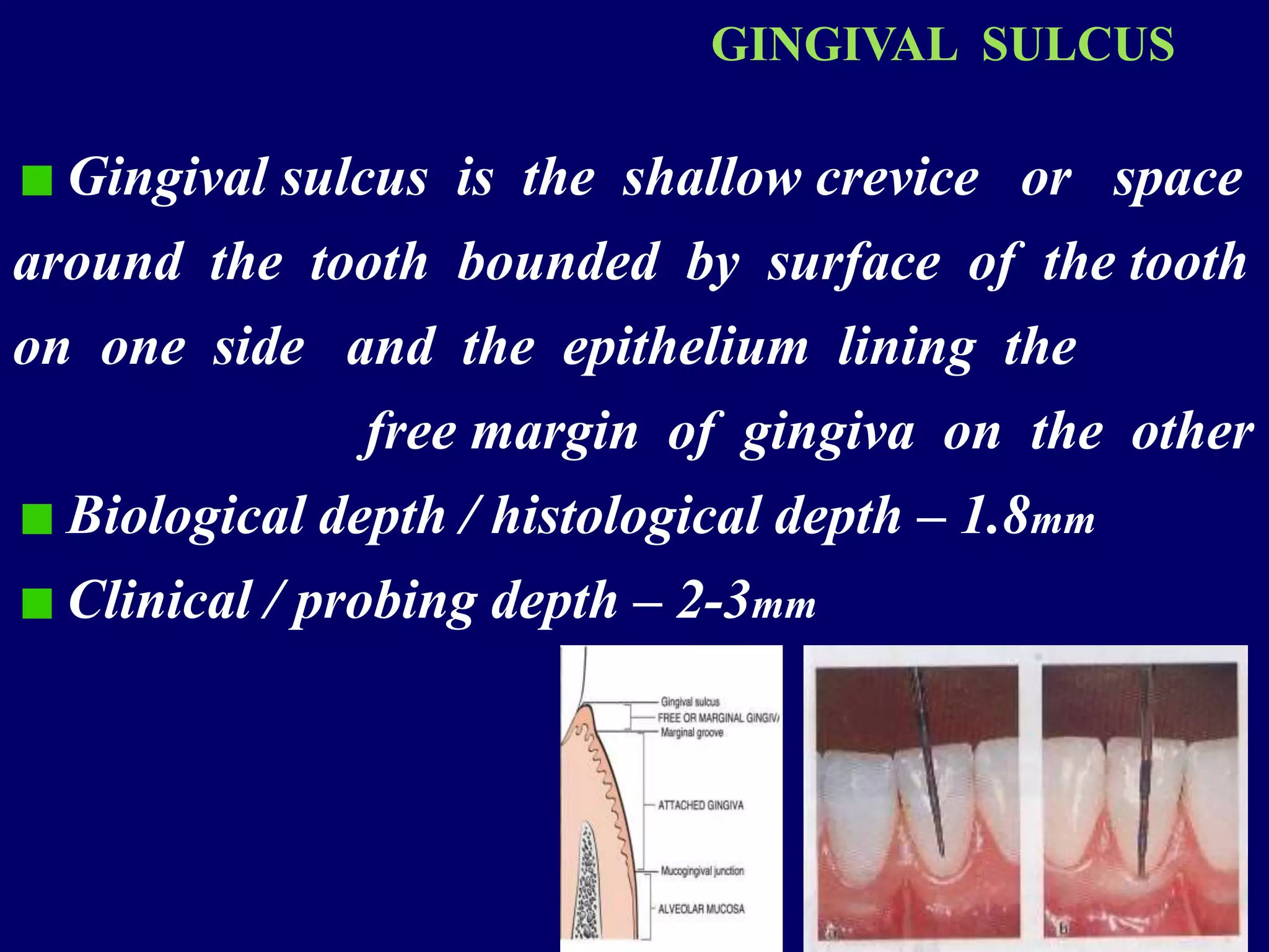 THE GINGIVA.ppt