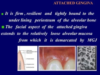 THE GINGIVA.ppt