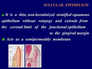 THE GINGIVA.ppt