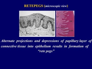 THE GINGIVA.ppt