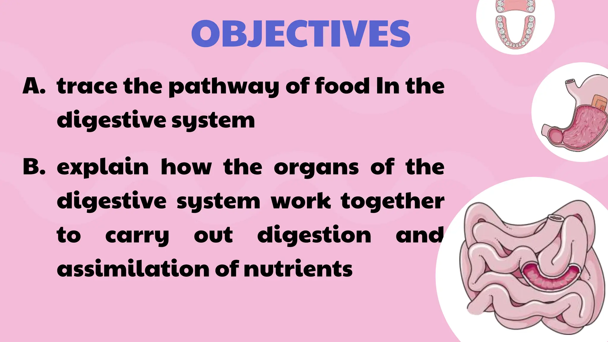 The GIT (aka Digestive system) sample lesson presentation.pptx