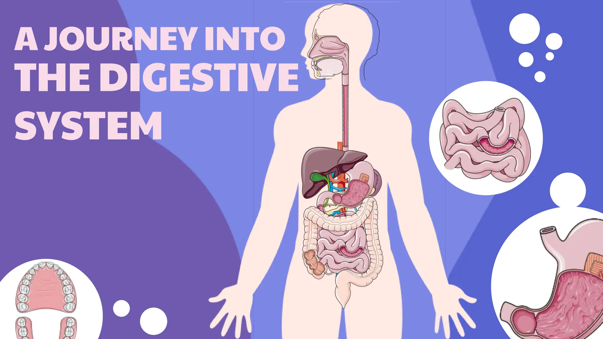 The GIT (aka Digestive system) sample lesson presentation.pptx