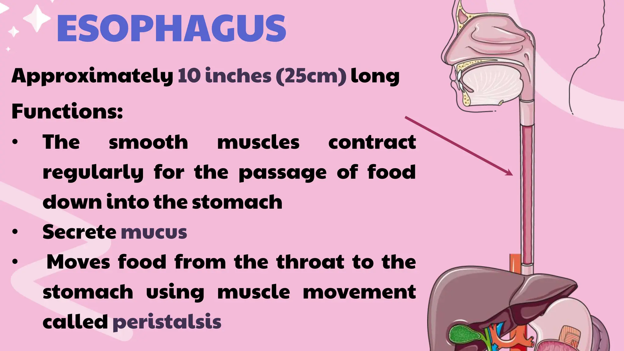 The GIT (aka Digestive system) sample lesson presentation.pptx