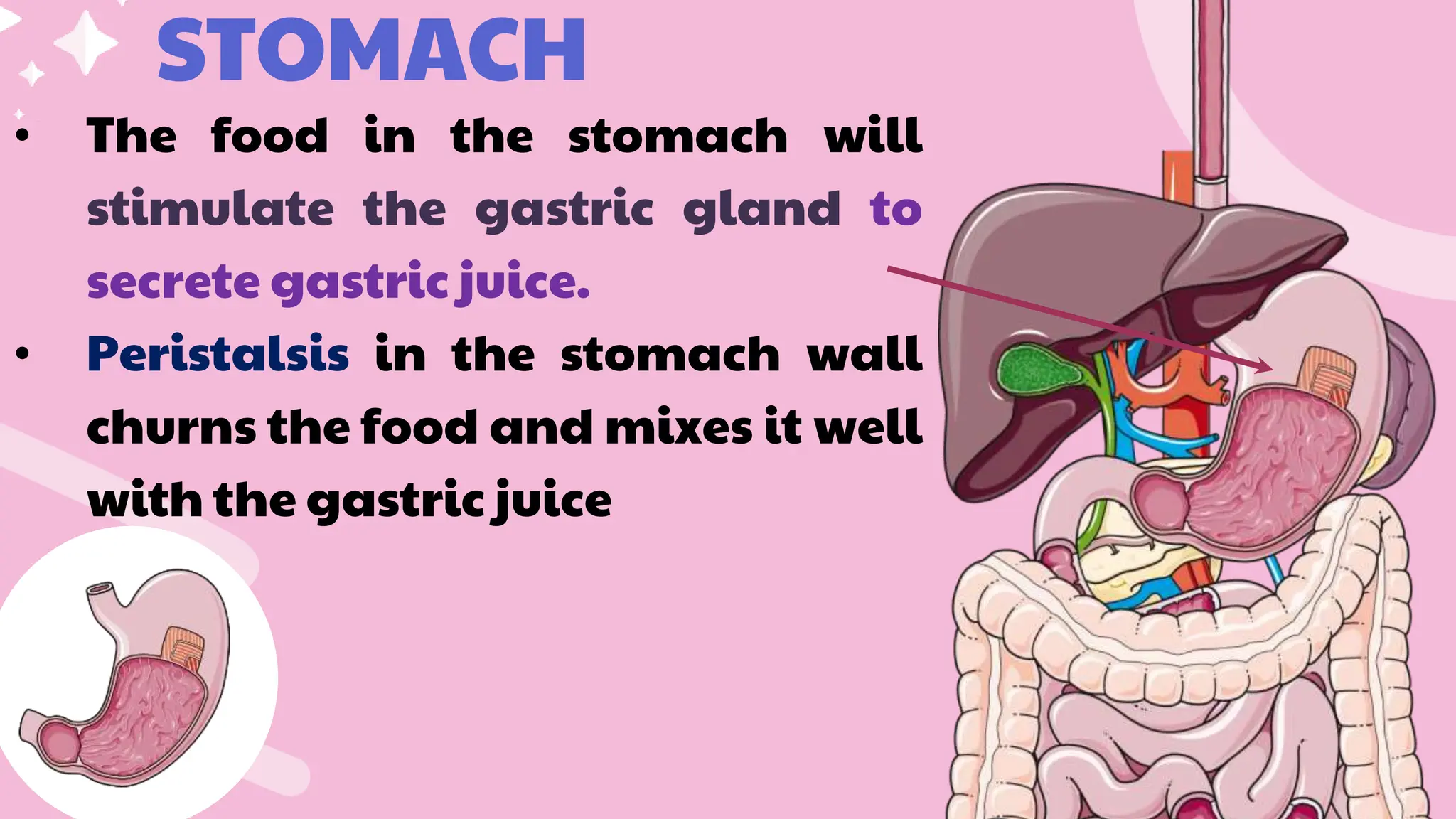 The GIT (aka Digestive system) sample lesson presentation.pptx