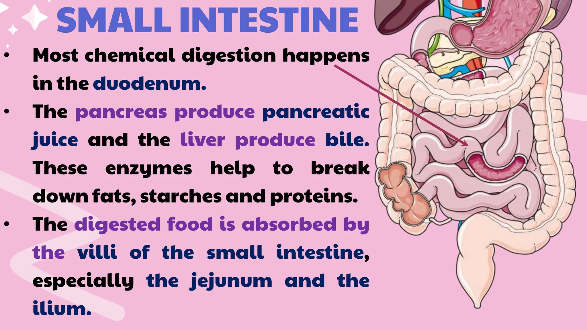 The GIT (aka Digestive system) sample lesson presentation.pptx