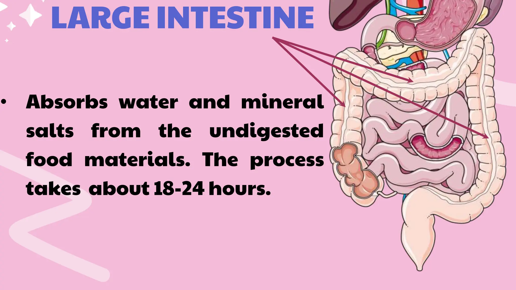 The GIT (aka Digestive system) sample lesson presentation.pptx