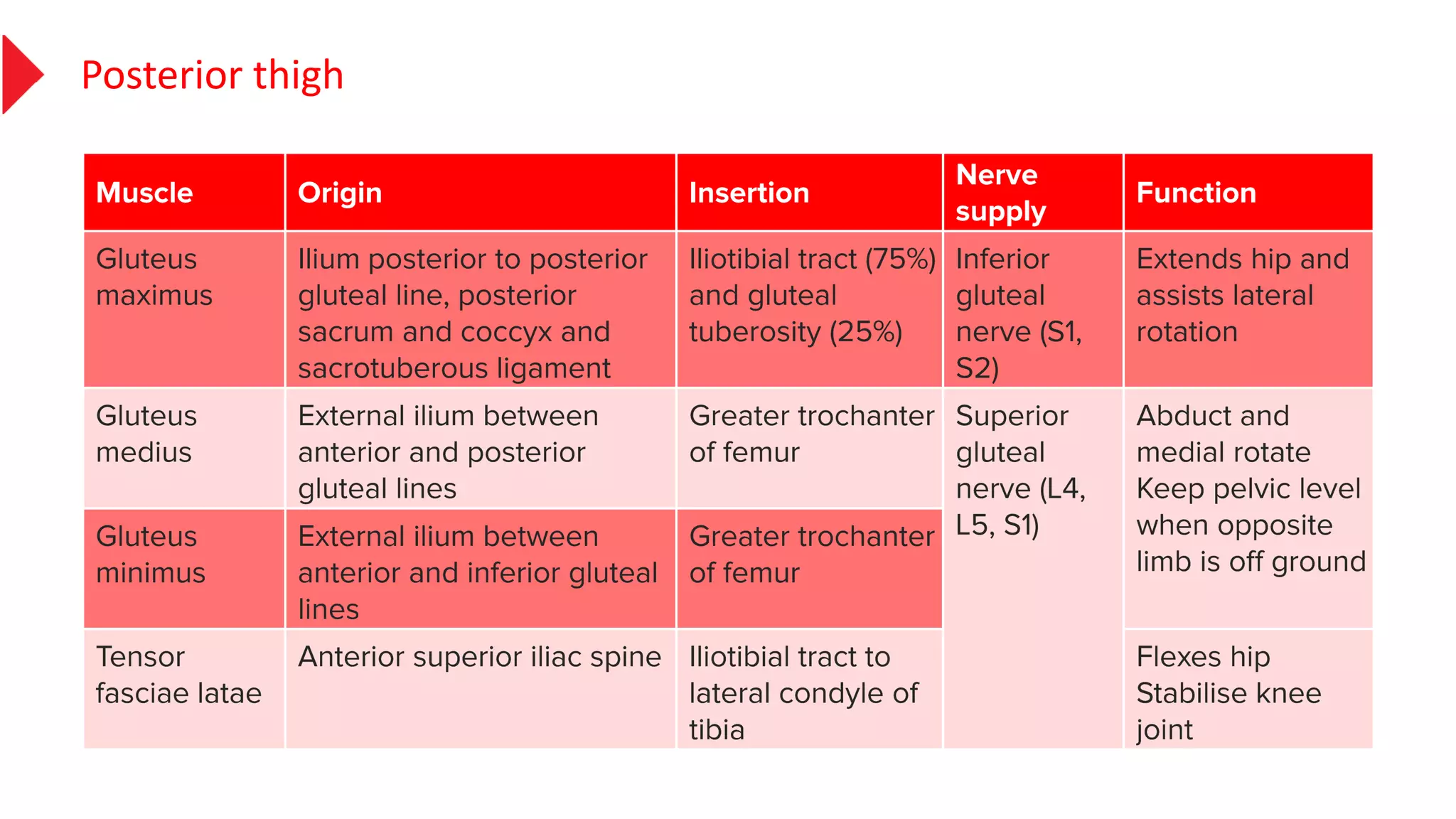 anatomy of the muscles of gluteal region | PDF
