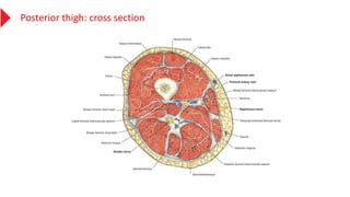 anatomy of the muscles of gluteal region | PDF