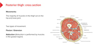 anatomy of the muscles of gluteal region | PDF
