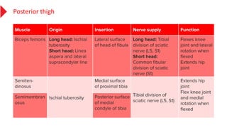 anatomy of the muscles of gluteal region | PDF