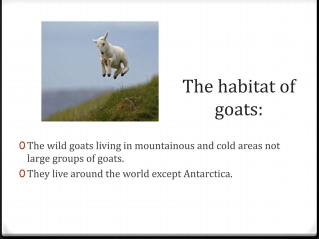 The goats | PPT