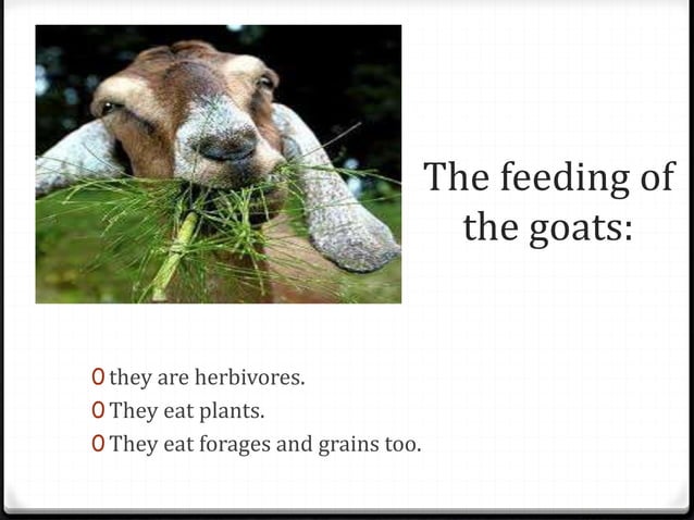 The goats | PPT