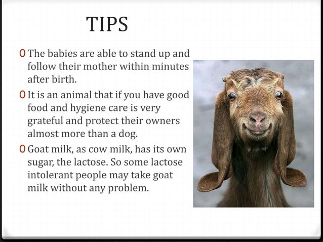 The goats | PPT