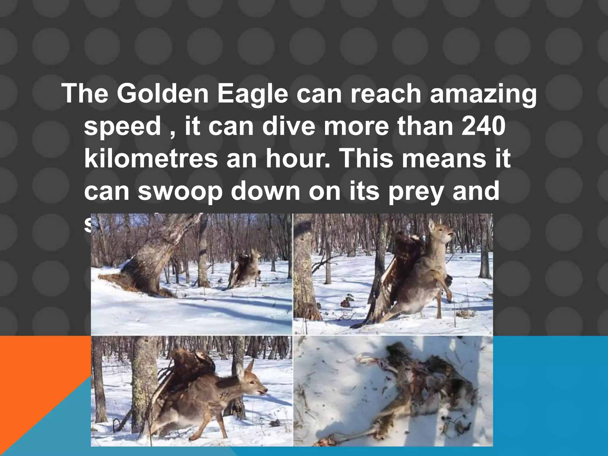 The golden eagle | PPTX