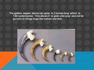 The golden eagle | PPTX