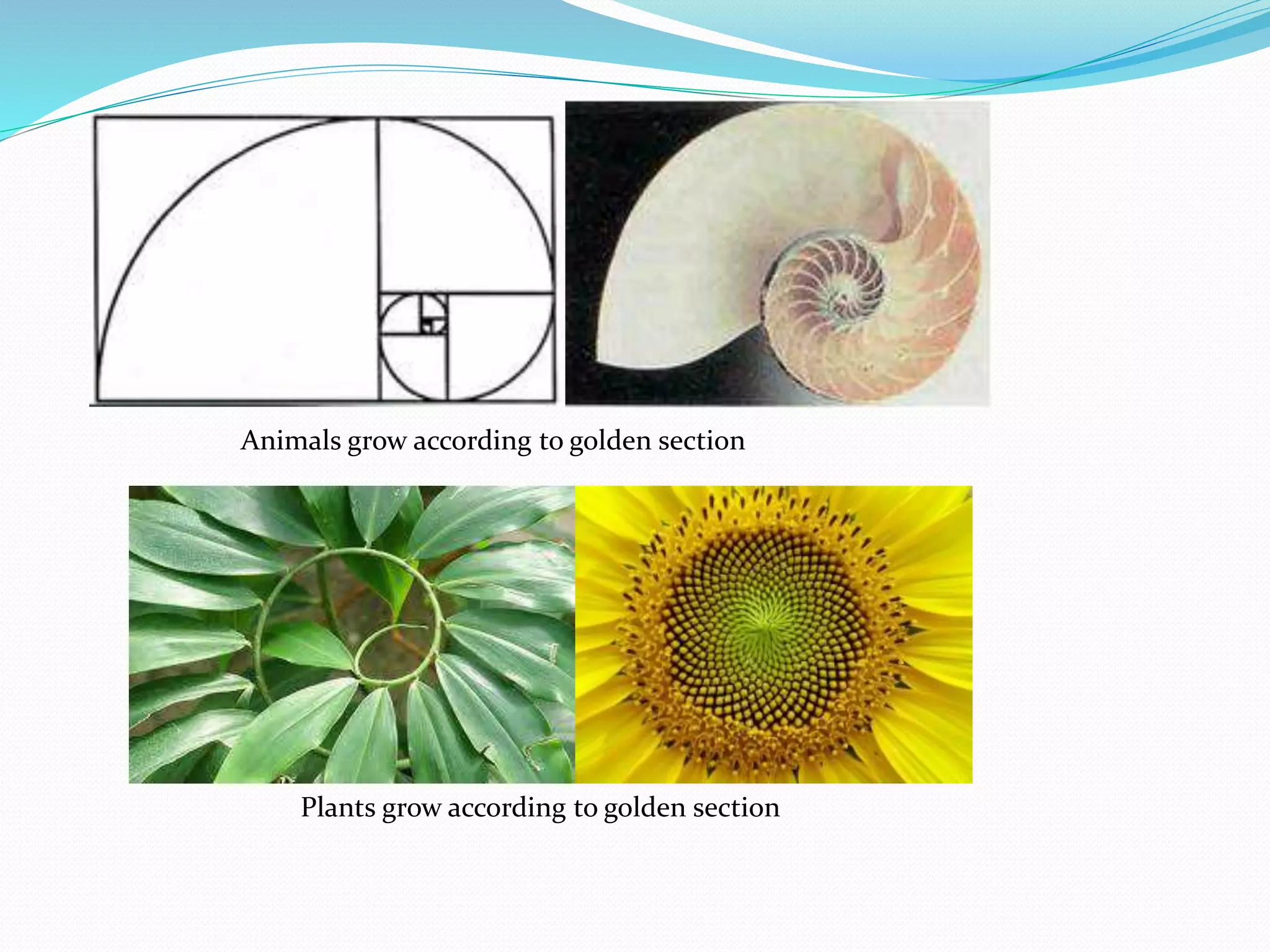 The Golden Ratio in Art and Architecture | PPTX
