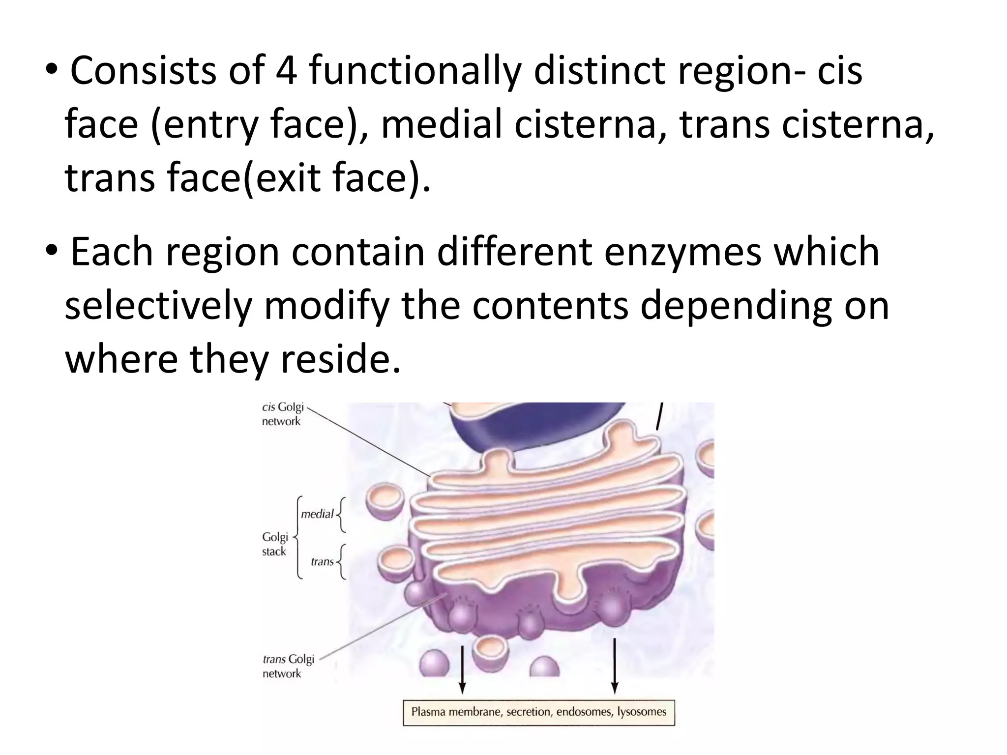 The golgi apparatus | PDF