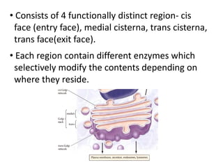 The golgi apparatus | PDF