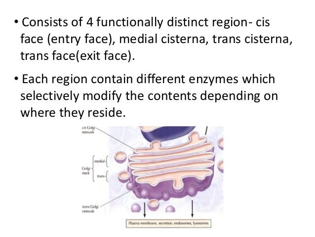 Cisternae