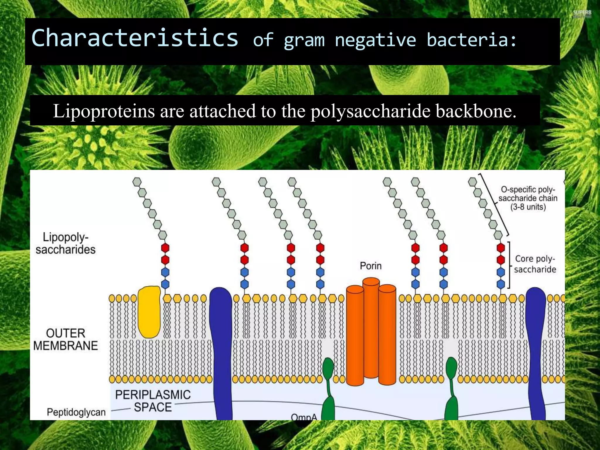 Gram negative bacteria.. | PPTX