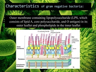 Gram negative bacteria.. | PPTX