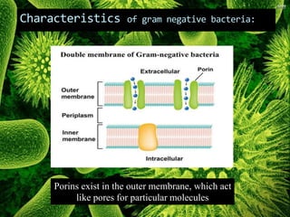 Gram negative bacteria.. | PPTX