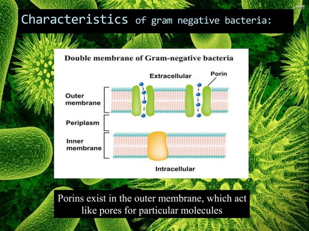 Gram negative bacteria.. | PPTX | Digestive Disorders | Diseases and ...