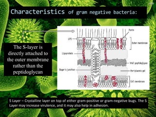 Gram negative bacteria.. | PPTX