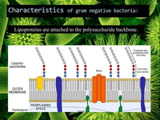 Gram negative bacteria.. | PPTX
