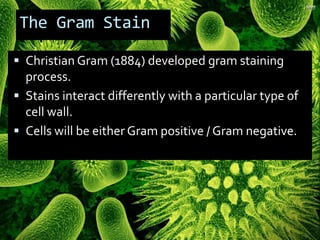 Gram negative bacteria.. | PPTX