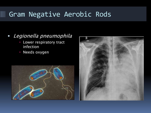 Gram negative bacteria.. | PPTX | Digestive Disorders | Diseases and ...