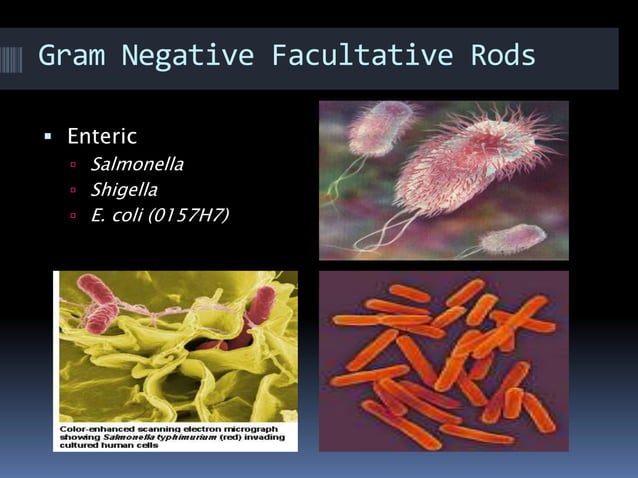 Gram negative bacteria.. | PPTX | Digestive Disorders | Diseases and ...
